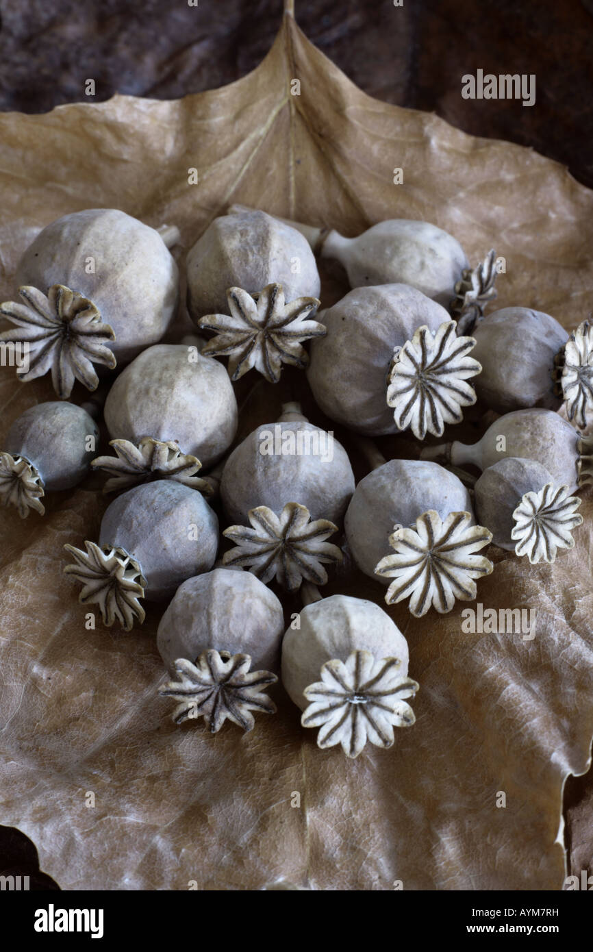 Dried poppy heads hi-res stock photography and images - Alamy