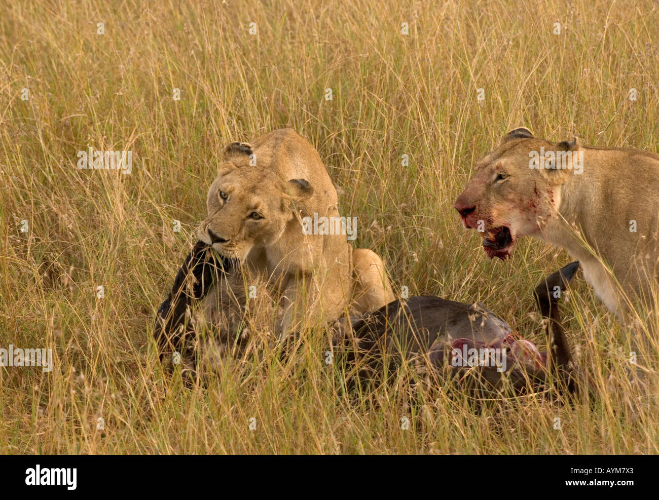 Africa, African, Kenya, Kenyan, Masai, Mara, Lionesses, Lioness, lion ...