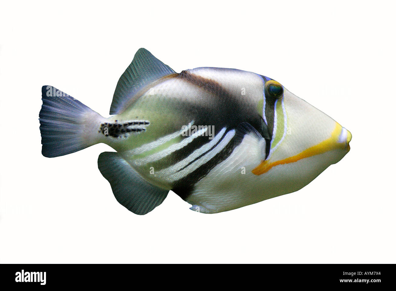 fish aquarium tank animal fishes freshwater aquaria tropical fancy ...