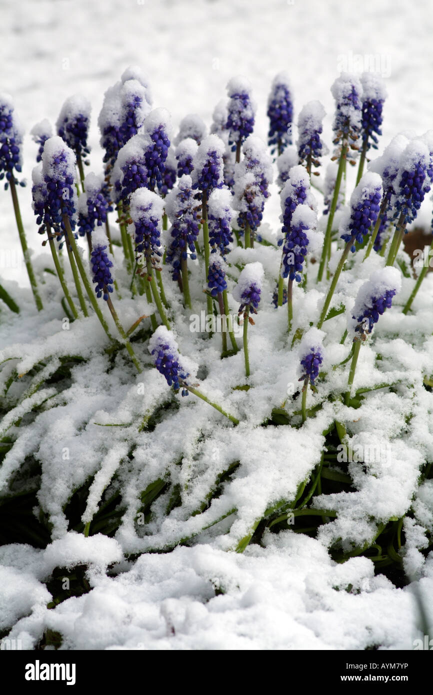 Snow Covered Grape Hyacinths Flowering in an English Country Garden during early Spring Stock ...