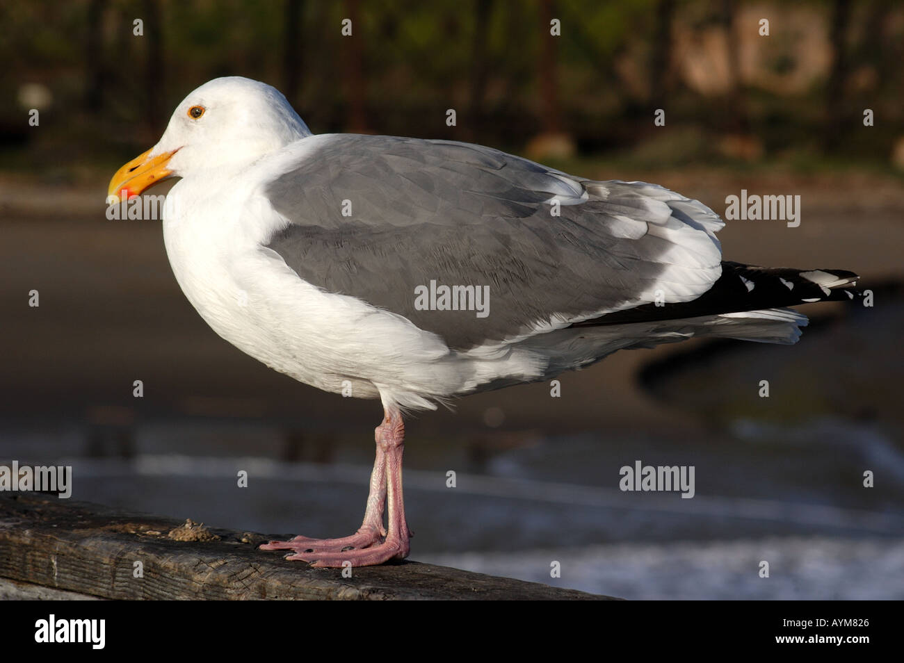 Barbara seagull hi-res stock photography and images - Alamy