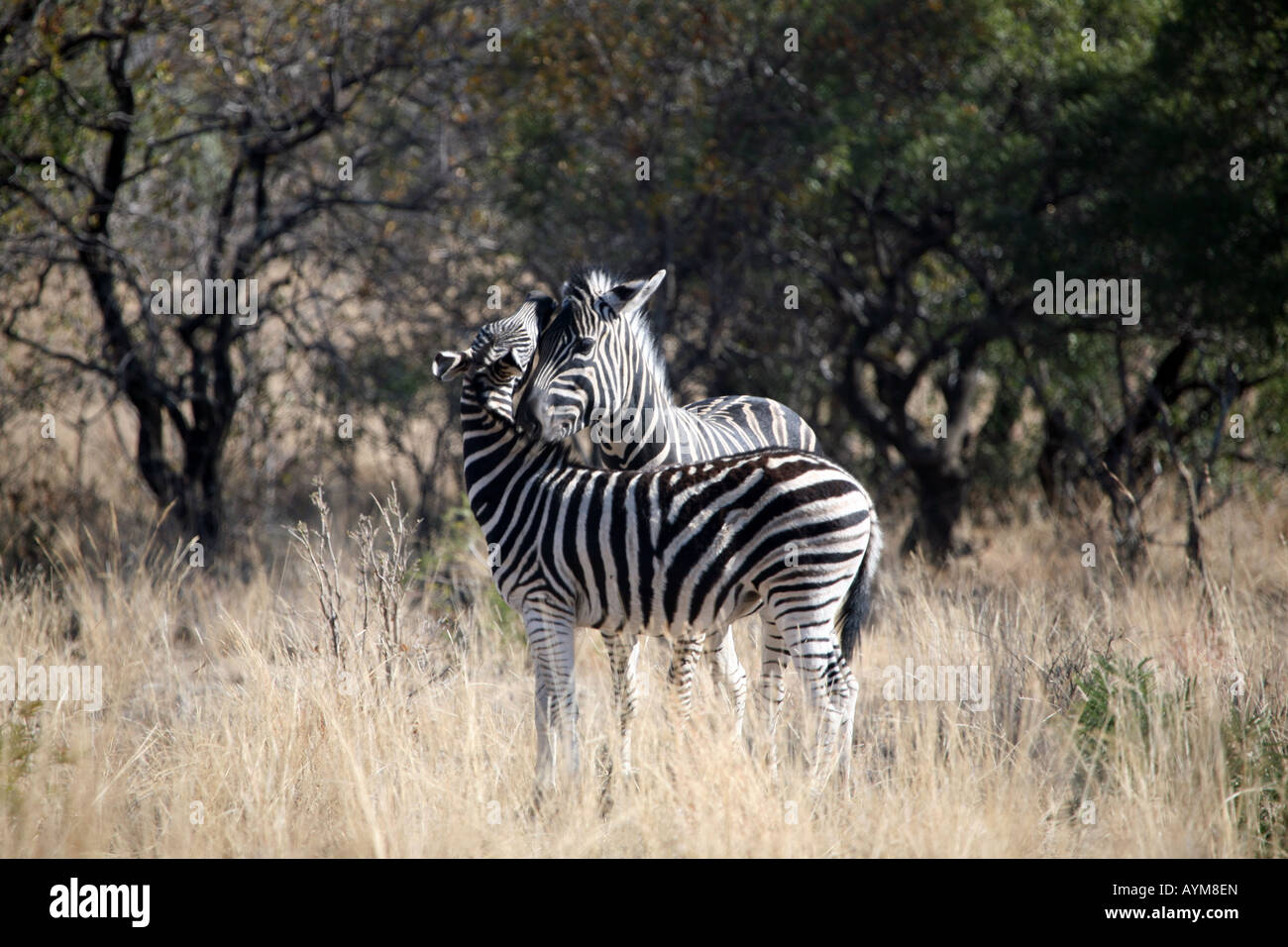 Zebra with foal playing Stock Photo - Alamy