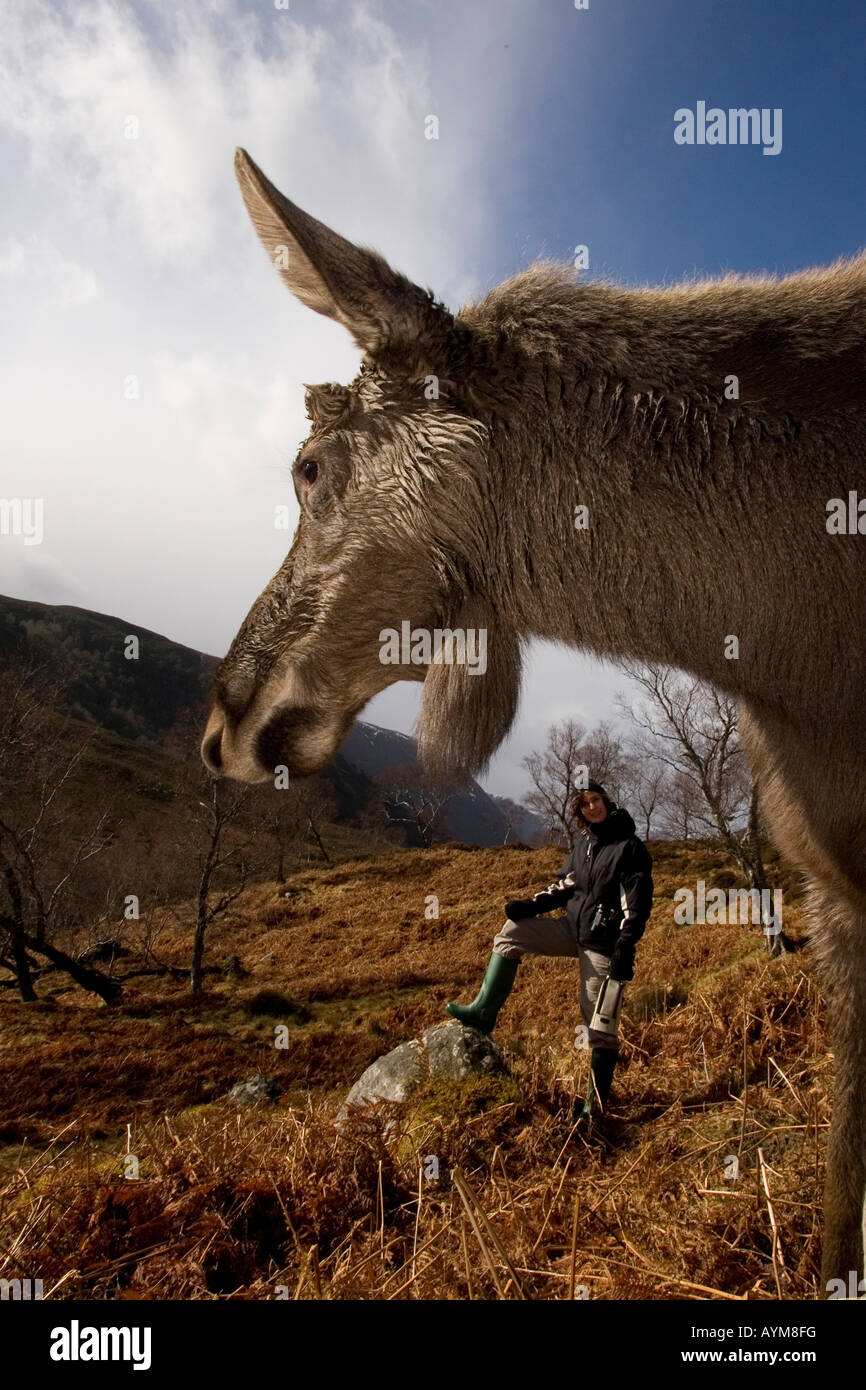 Wildlife watcher and moose/elk in Alladale Estate, Scotland Stock Photo ...