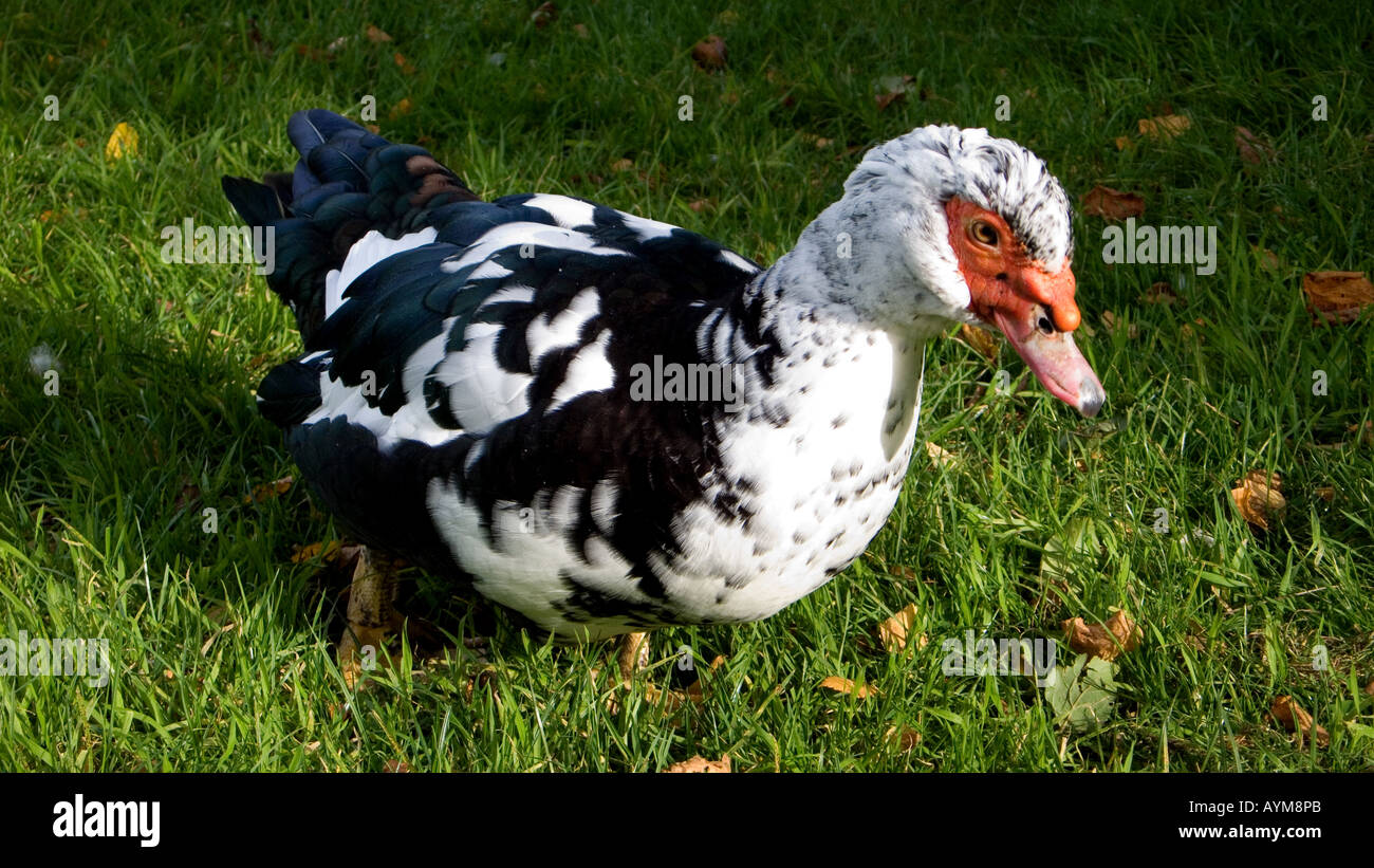 Muscovy duck england hi-res stock photography and images - Alamy