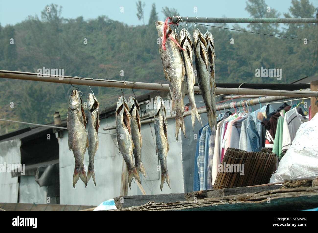 Fish, and washing, drying side by side in the open air at Tai O village ...