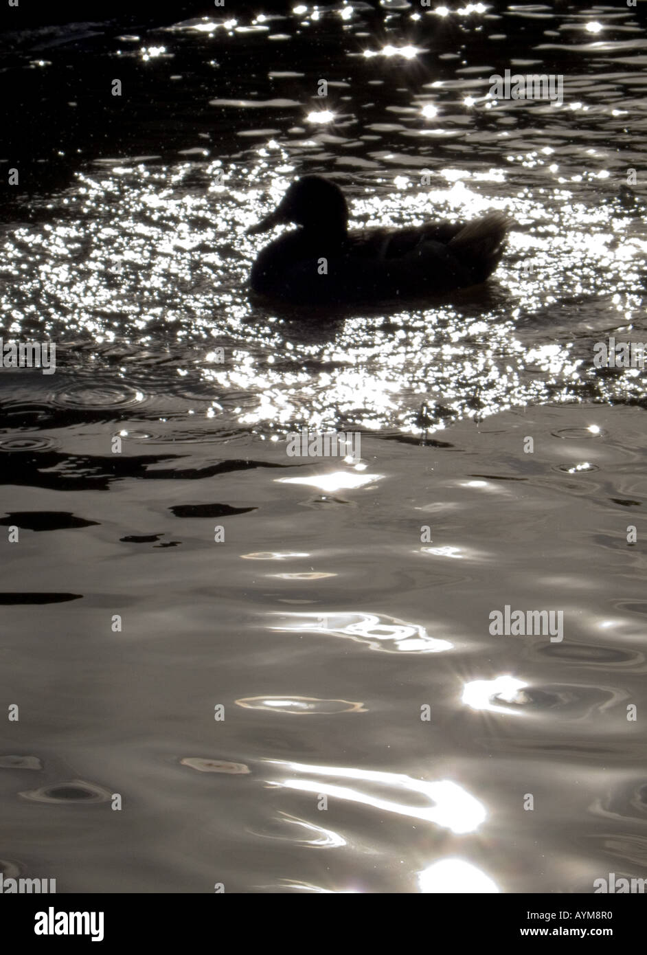 Mallard duck swimming bobbing hi-res stock photography and images - Alamy