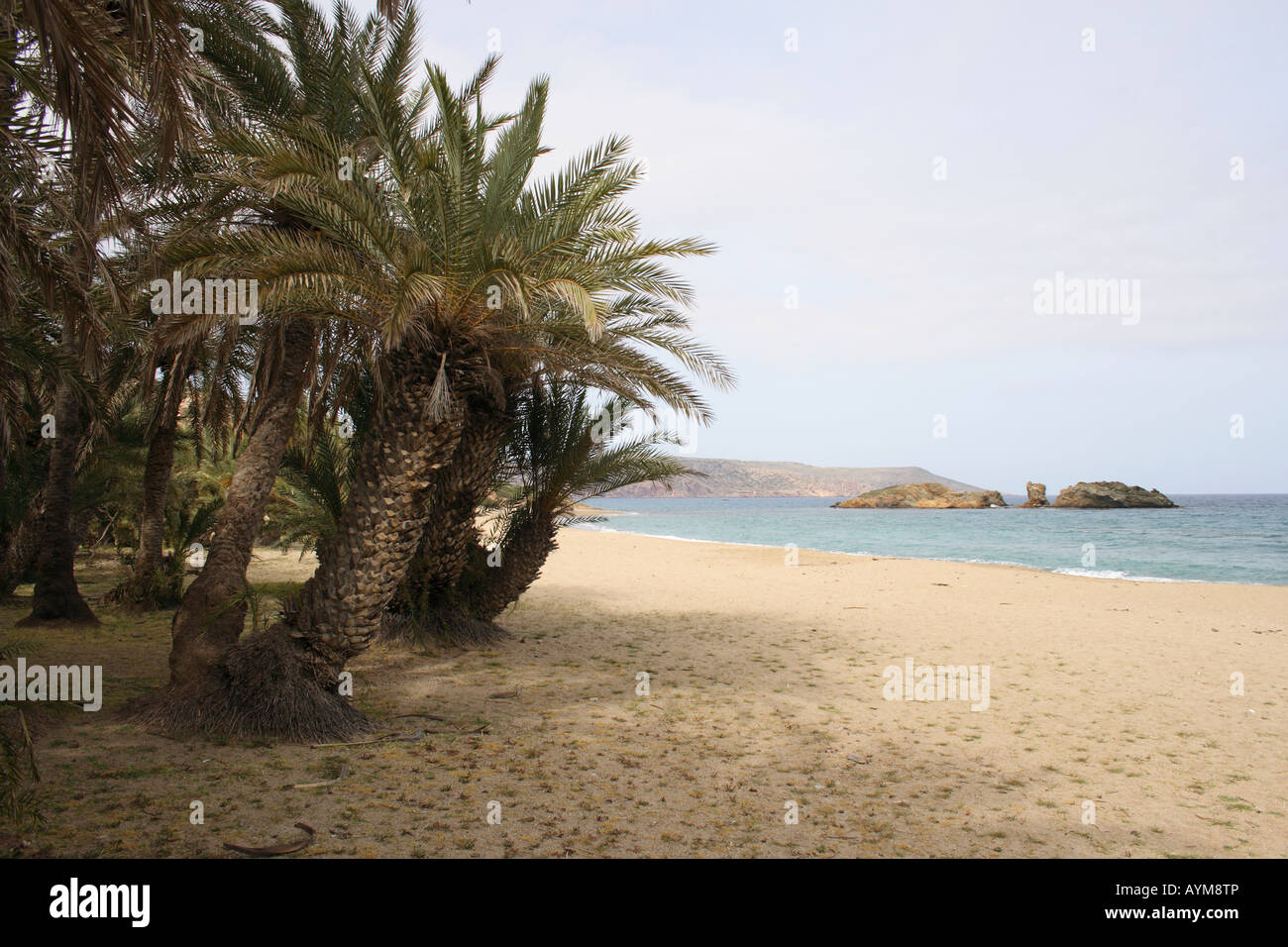sandy beach and palm trees at Vai, Crete, Greece, Europe. Photo by ...