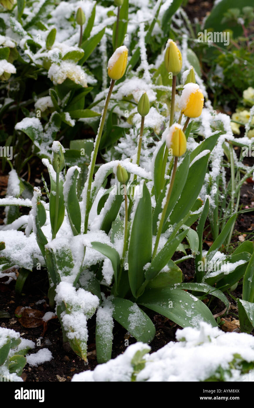 Snow Covered Tulips Flowering in an English Country Garden during early ...