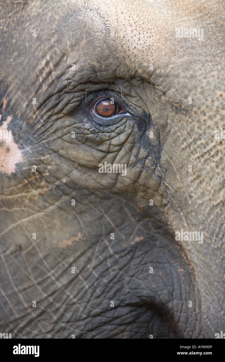 head closeup Asian elephant - Elephas maximus Stock Photo - Alamy