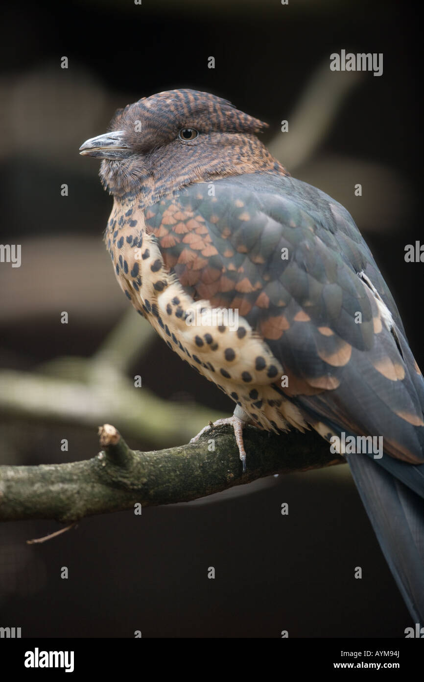 Coural hi-res stock photography and images - Alamy