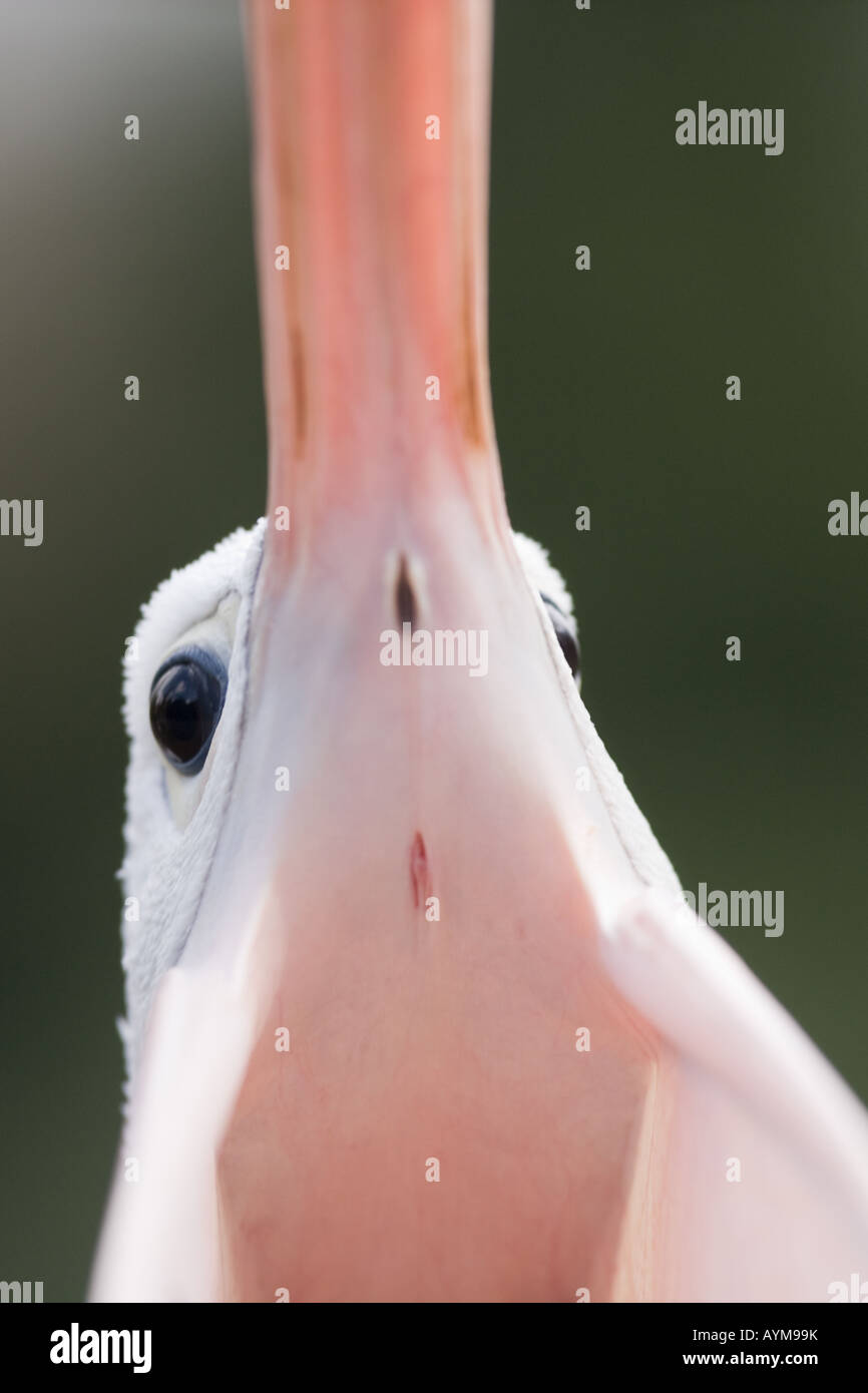 Pelican frontal hi-res stock photography and images - Alamy
