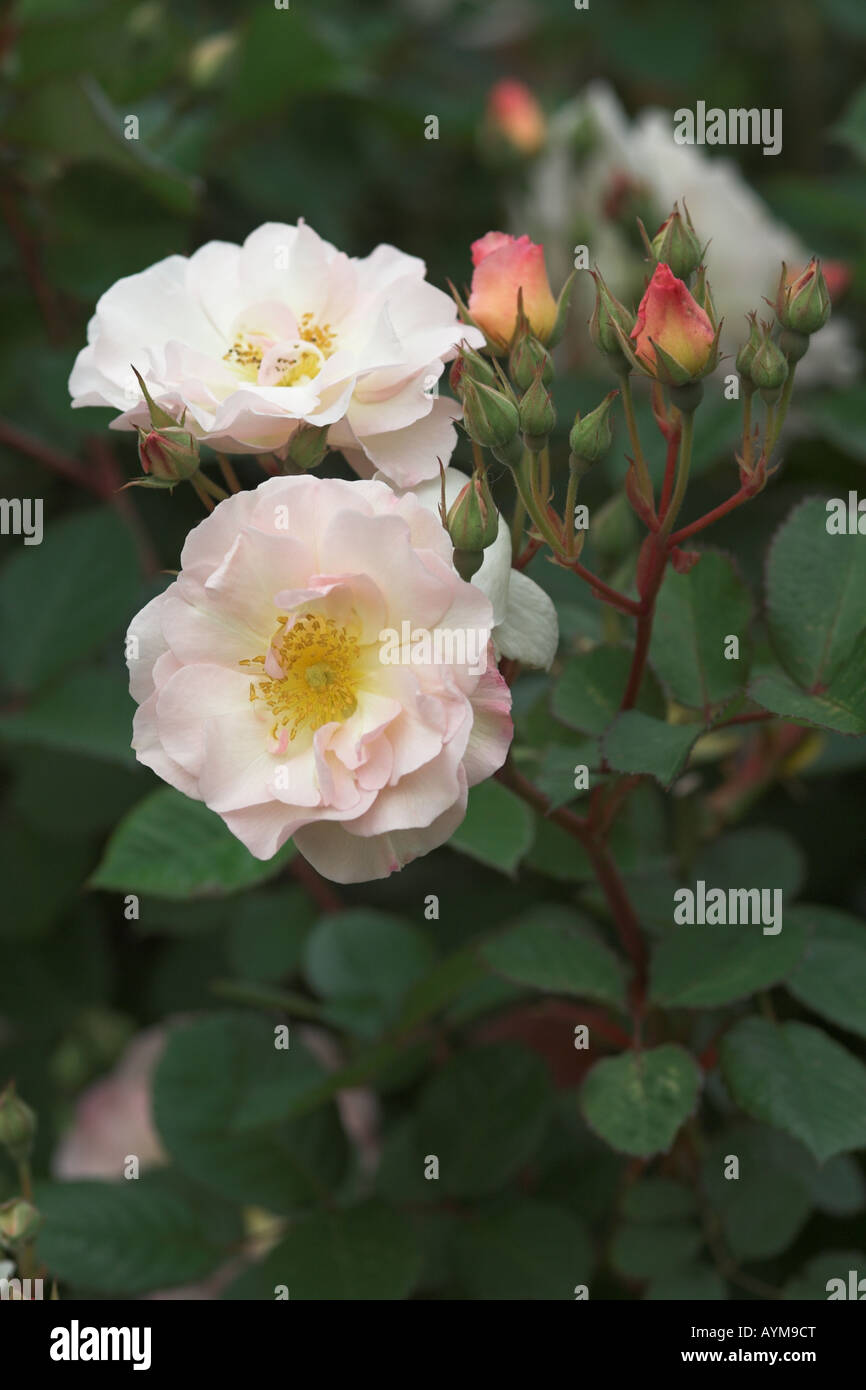 A beautiful pale pink rose bush in an English garden Stock Photo - Alamy