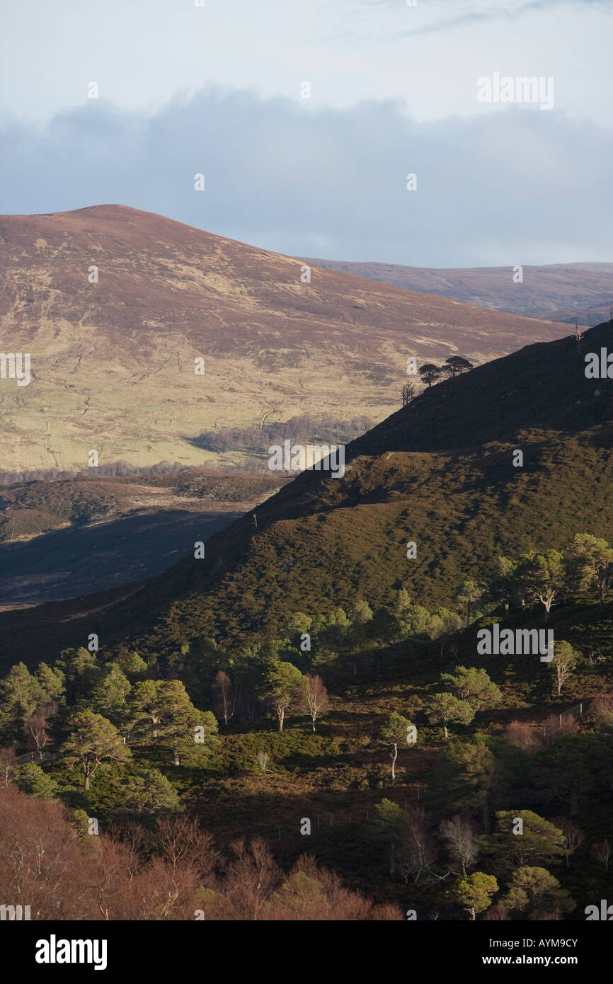 Dramatic tree covered landscape, Alladale Estate, Scotland Stock Photo ...