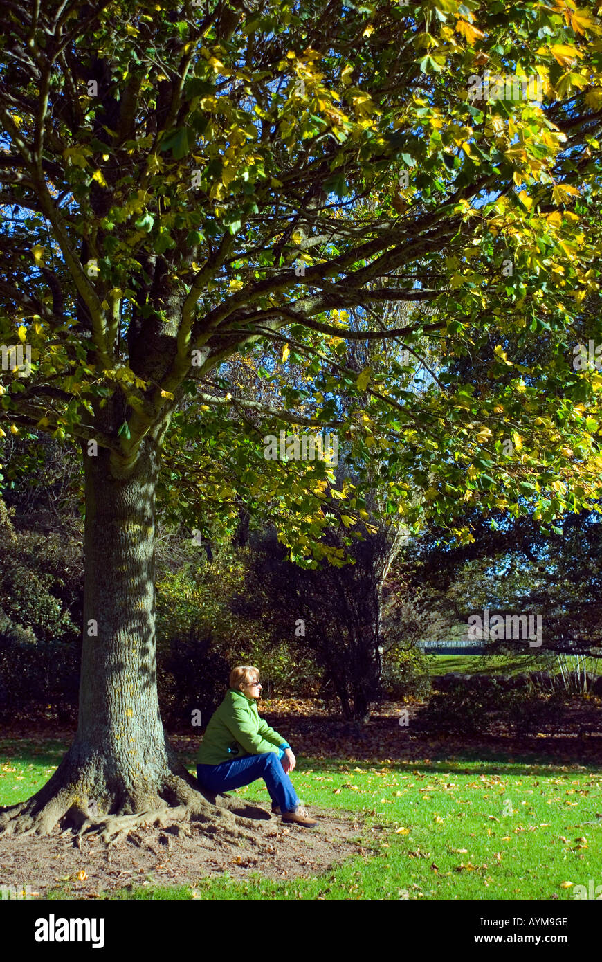 Sycamore tree in fall hi-res stock photography and images - Alamy