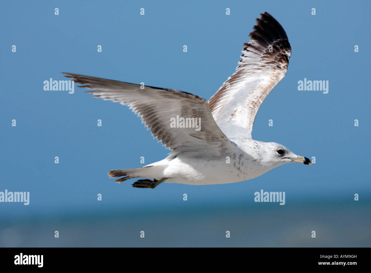Seagull in flight Stock Photo - Alamy