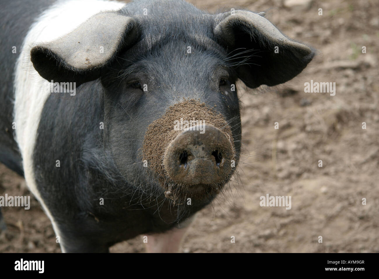 Pig big nose looking up hi-res stock photography and images - Alamy