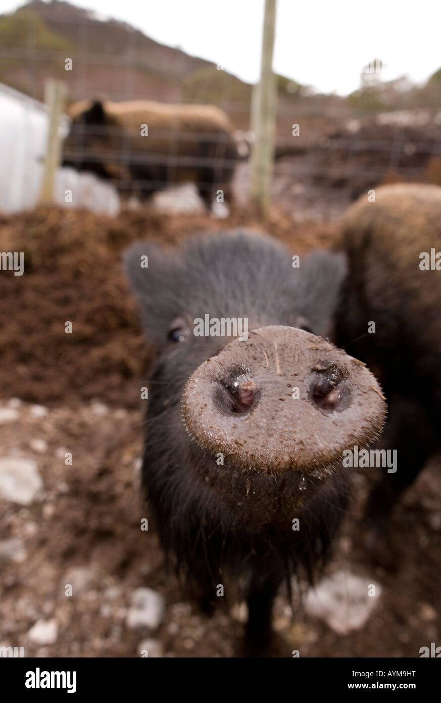 Wild boar in fenced enclosure, Alladale Estate, Scotland Stock Photo ...
