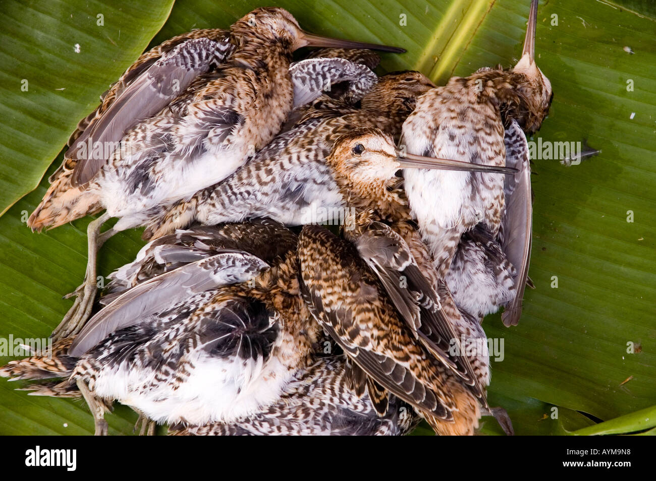 Dead snipe hi-res stock photography and images - Alamy