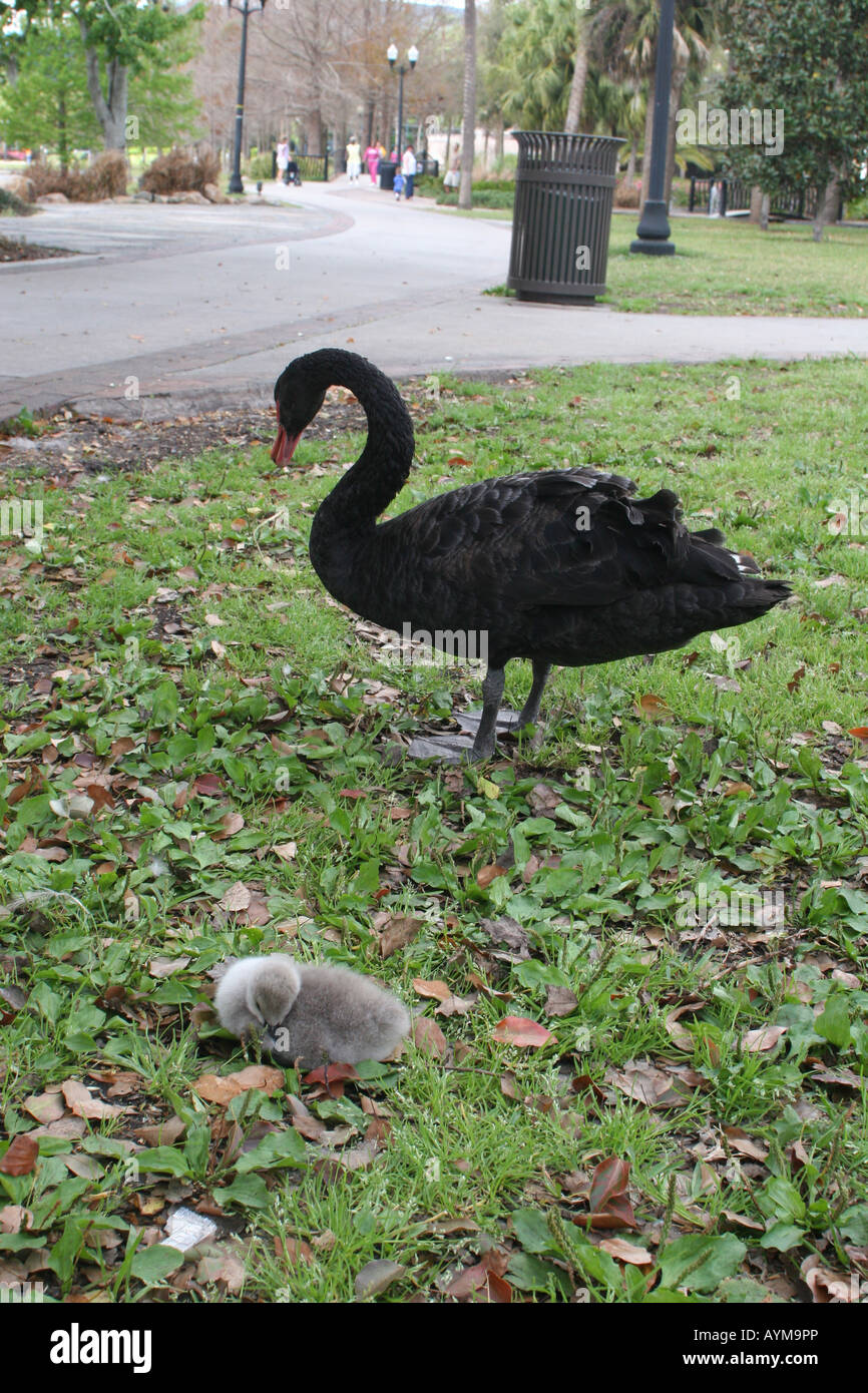 Black Swan family at Lake Eola Park Orlando Florida Stock Photo - Alamy