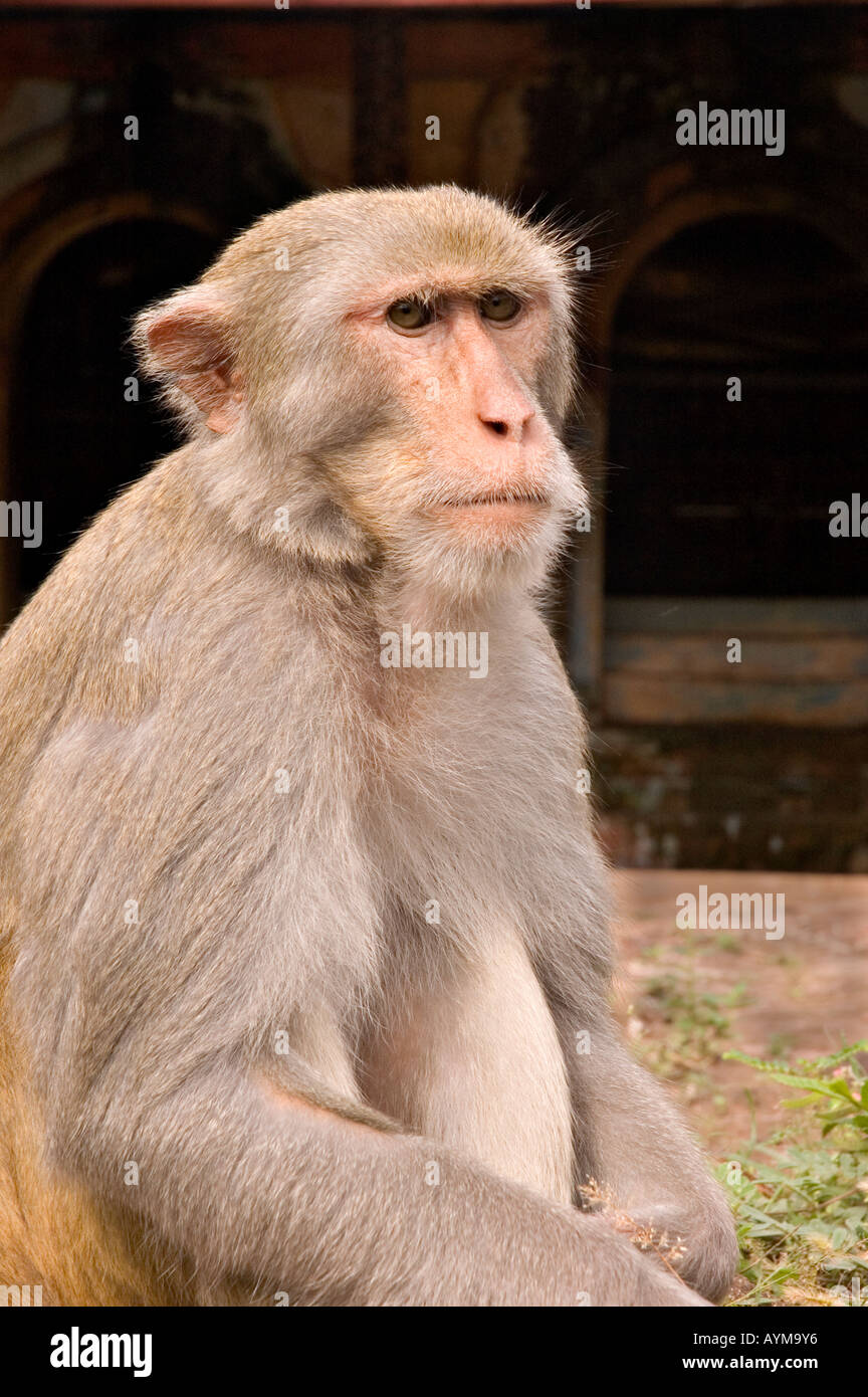 Stock photograph of an adult Rhesus Macaque at Hpo Win Caves in Myanmar ...