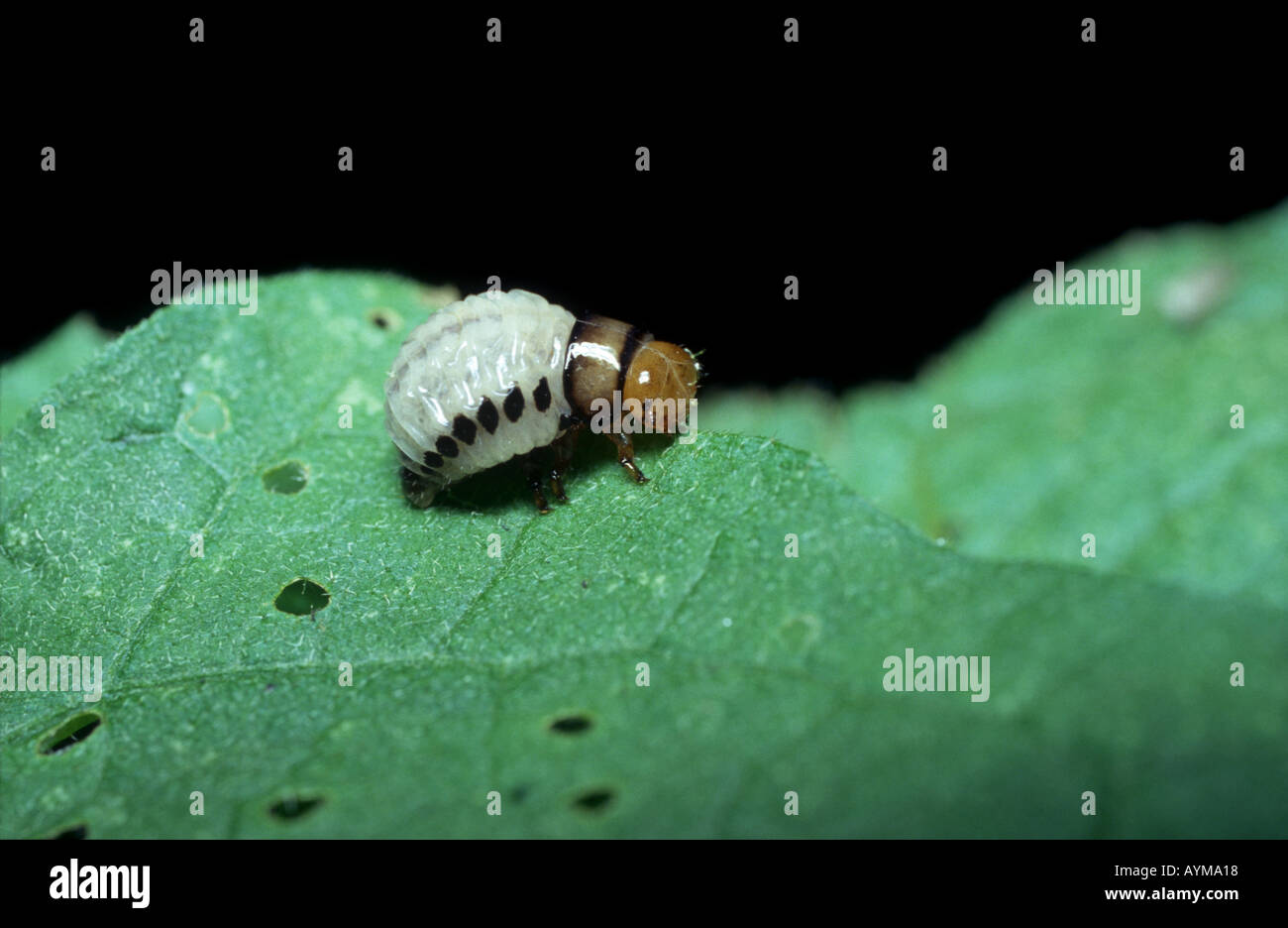 Leptinotarsa texana larva This species is in the same genus as the ...