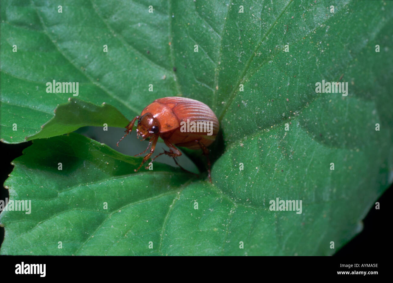 Asiatic Garden Beetle, and introduced pest in the USA Stock Photo - Alamy