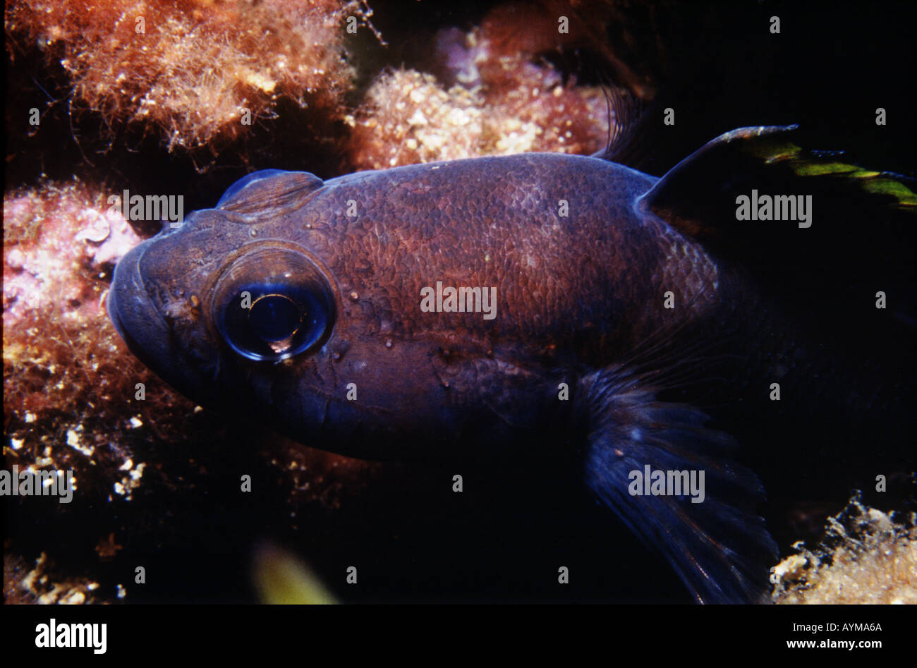 Gobuis hi-res stock photography and images - Alamy