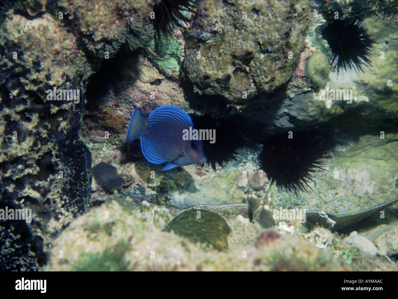 Atlantic blue tang in a Caribbean reef Stock Photo - Alamy