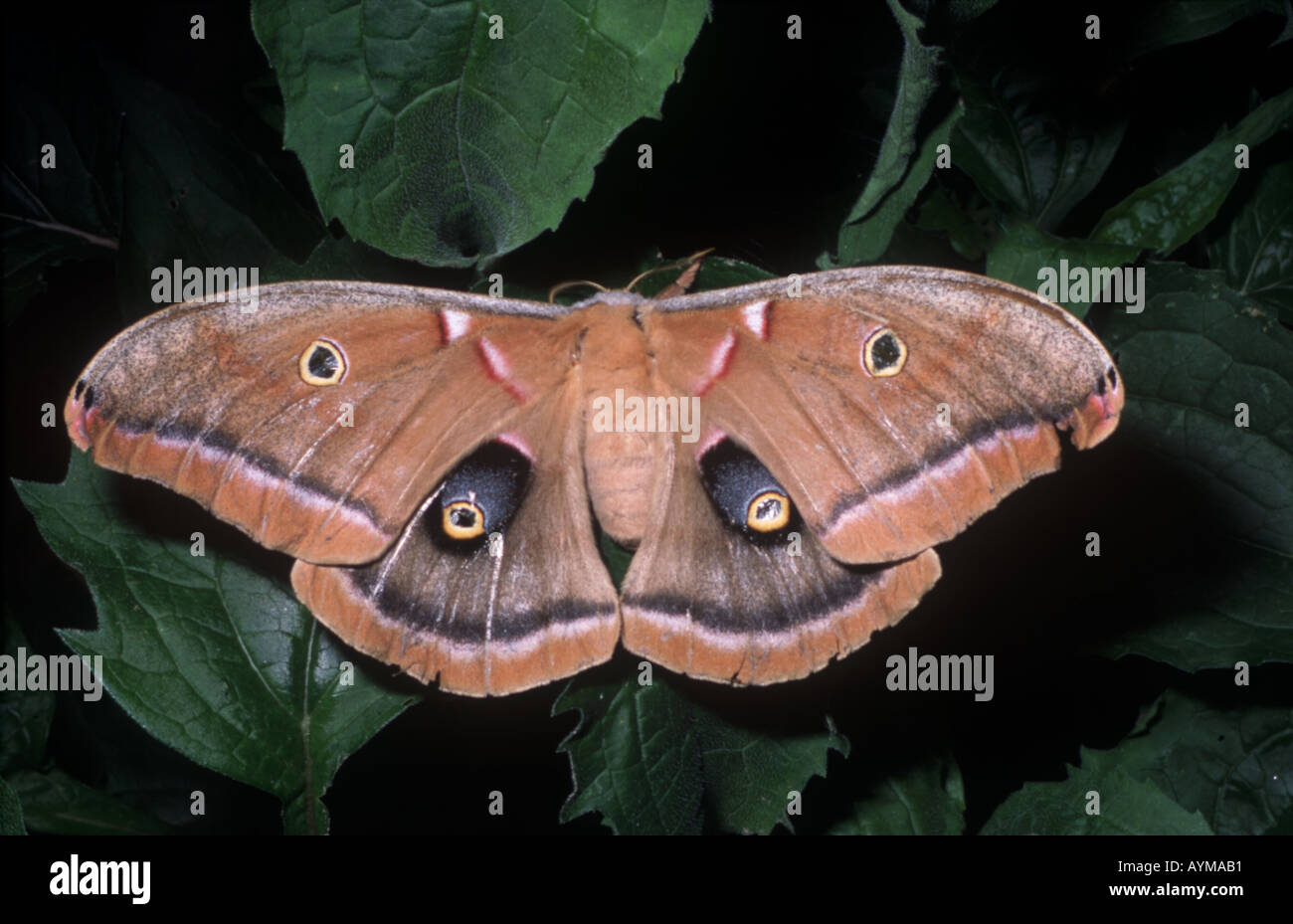 Antheraea polyphemus hi-res stock photography and images - Alamy