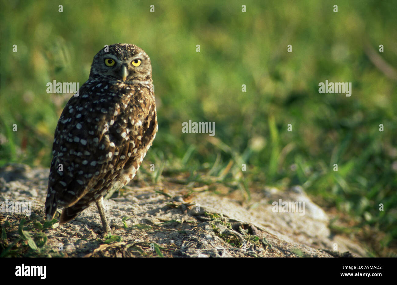 Burrowing owl looking back over its shoulder Stock Photo - Alamy