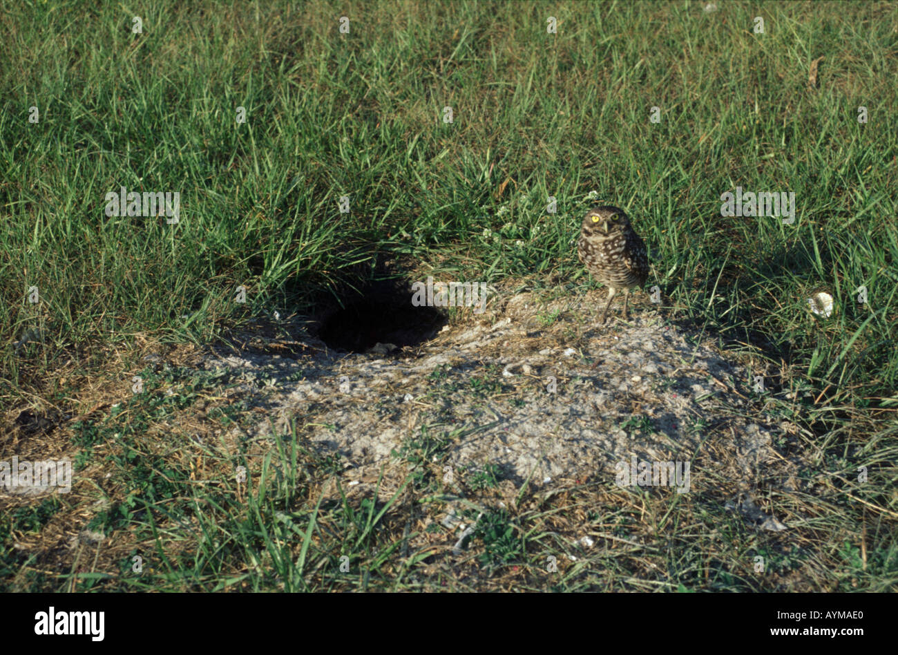 Species burrow hi-res stock photography and images - Alamy