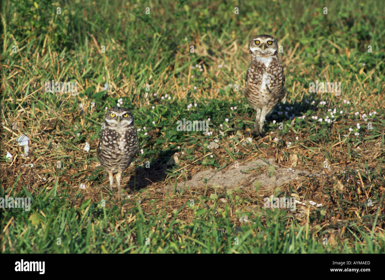 Two burrowing owls displaying neck bobbing behaviour which probably ...