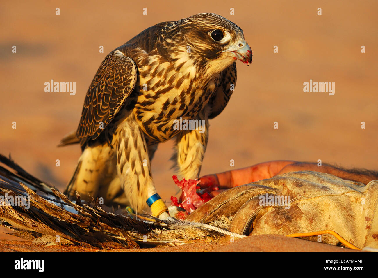 Falconry dubai hi-res stock photography and images - Alamy