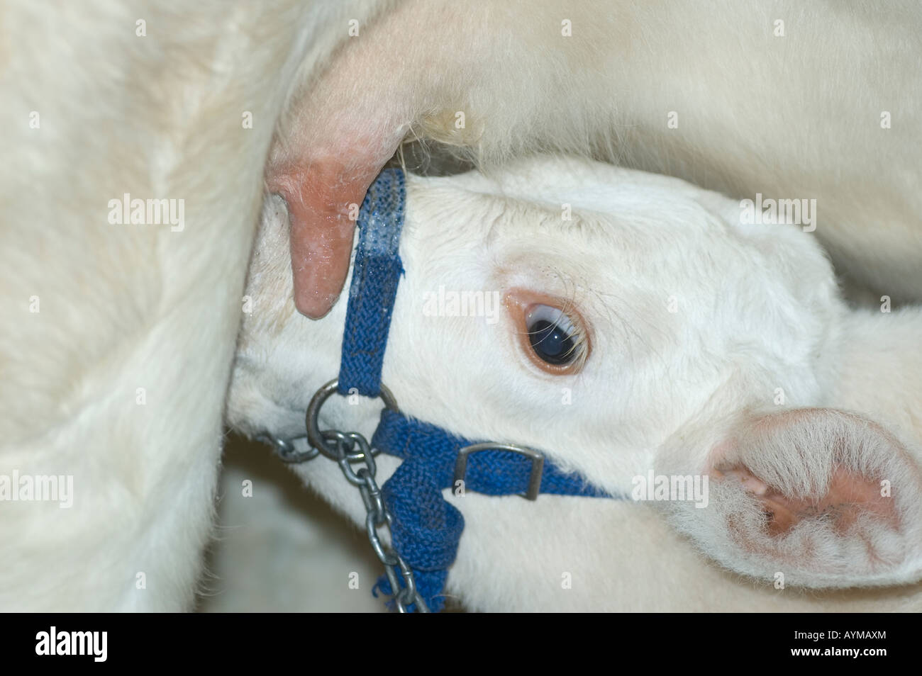 Calf sucking up milk hi-res stock photography and images - Alamy