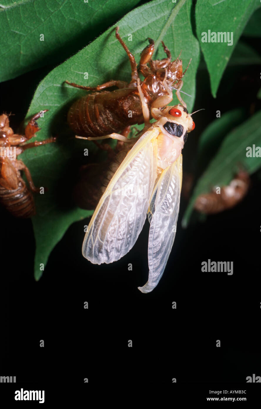 Periodical cicada nymph hi-res stock photography and images - Alamy