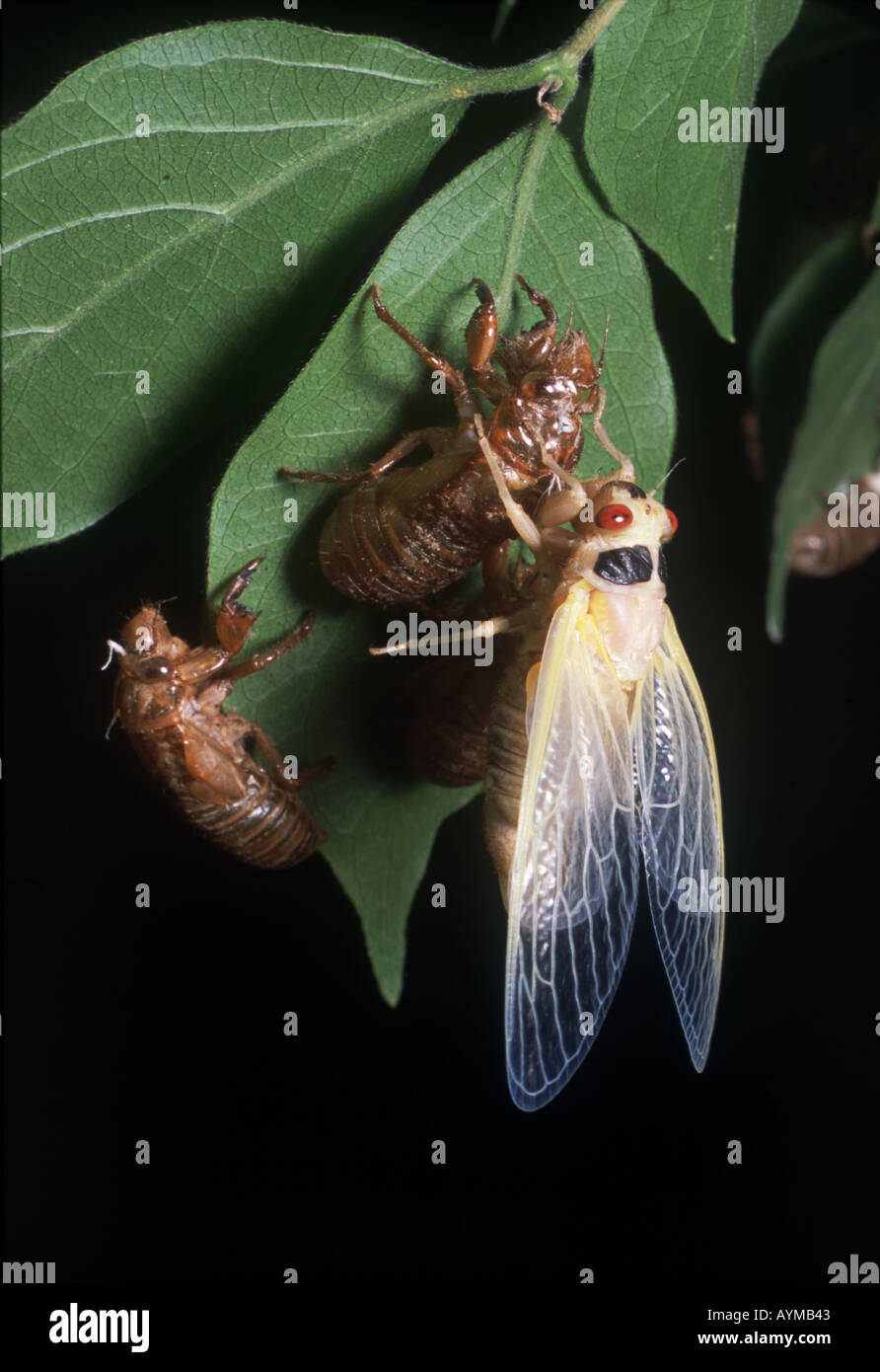 Last image in a series showing a molting cicada. Wings have been ...