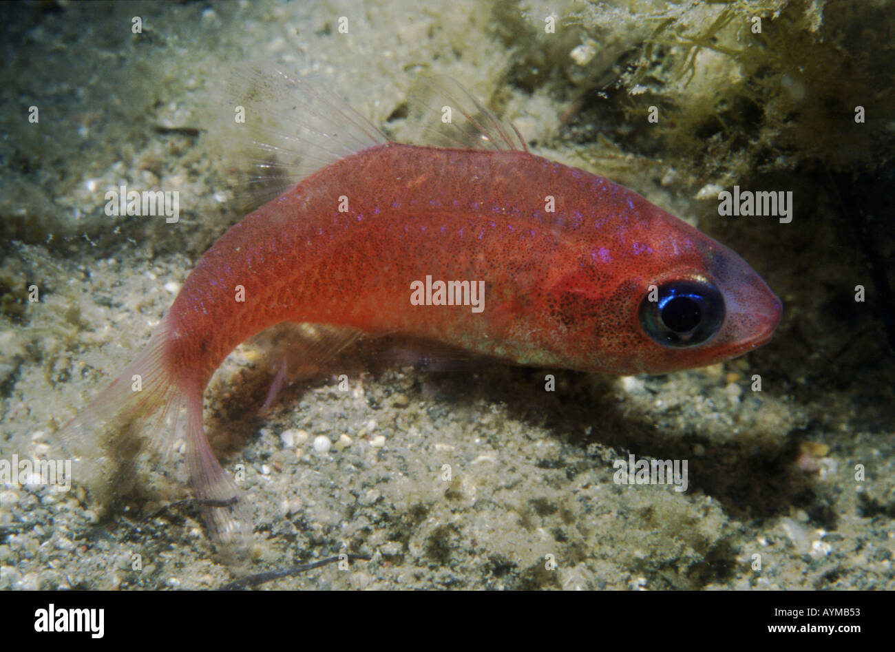 Mediterranean Cardinal fish on sand at night Stock Photo - Alamy