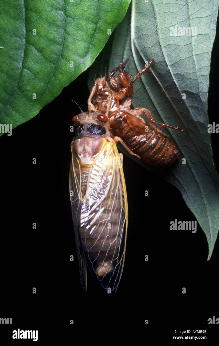 Adult 17 year periodical cicada hangs from the shell of the nymph stage ...