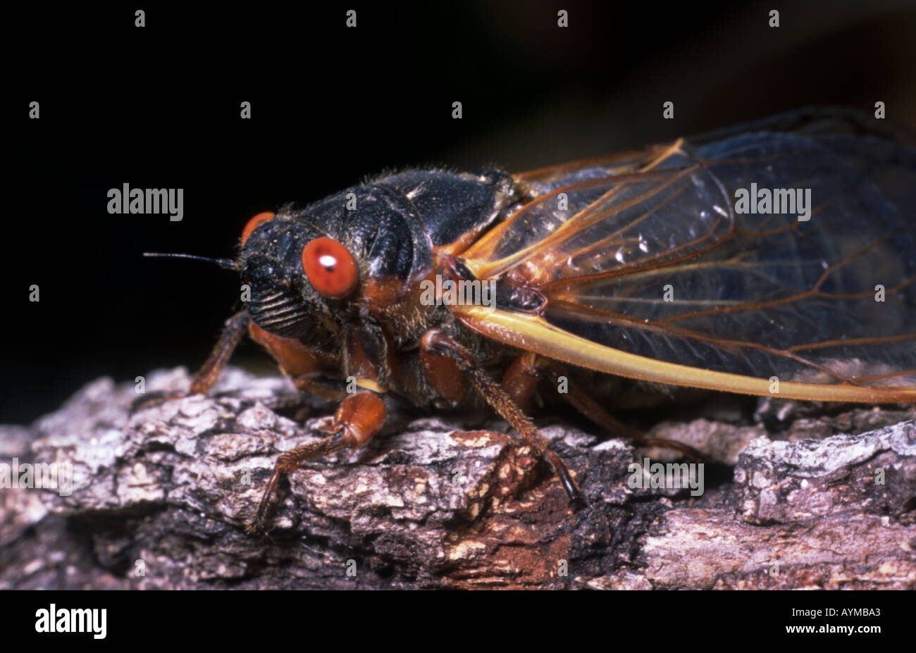Adult 17 year periodical cicada Stock Photo - Alamy