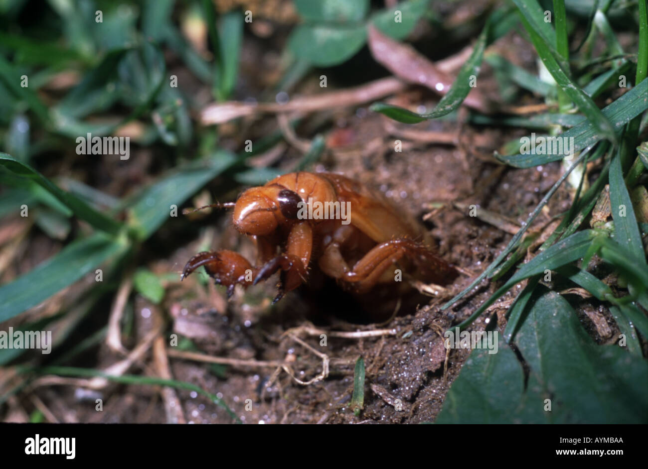 Nymph of 17 year periodical cicada emerging from underground Stock ...