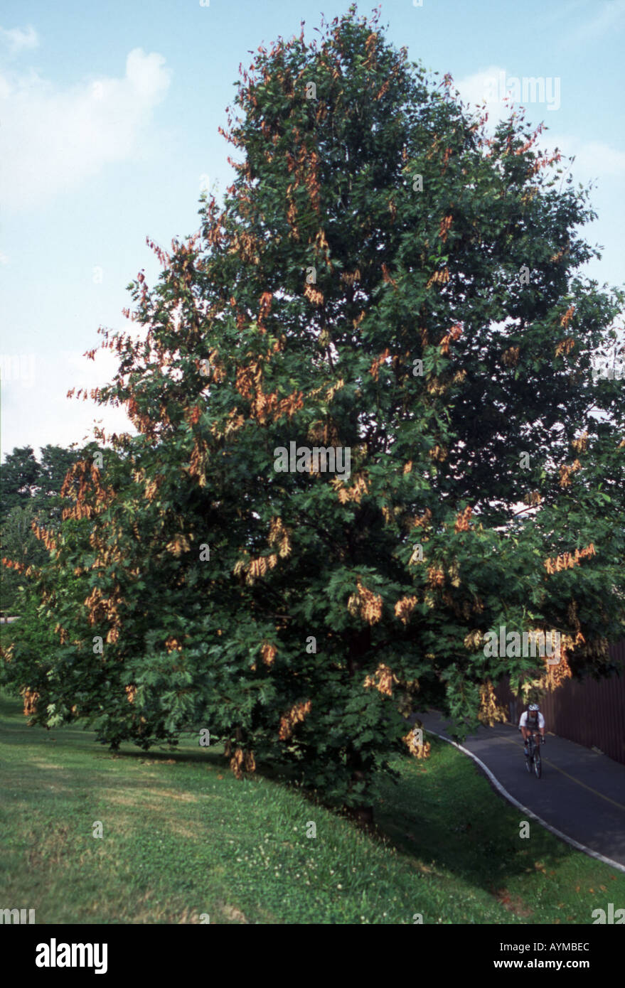 Damage to tree: dried branch tips after periodical cicadas lay eggs ...