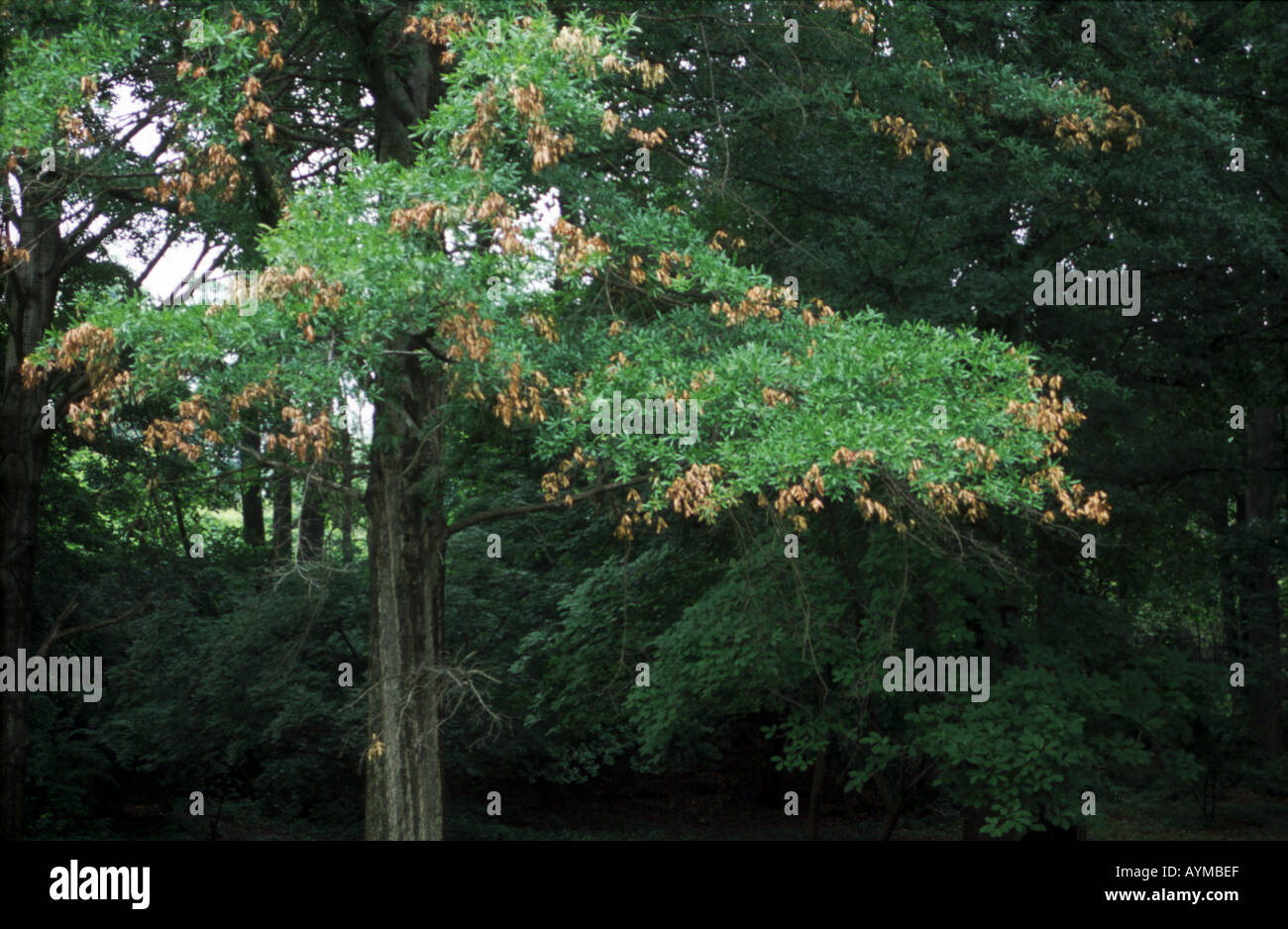 Damage to tree; dried branch tips after periodical cicadas lay eggs ...