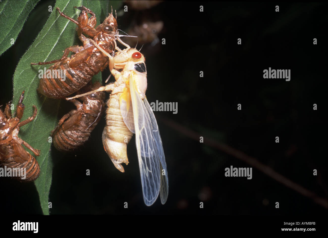 Fourth image in series showing 17 year cicada molting into adult The ...