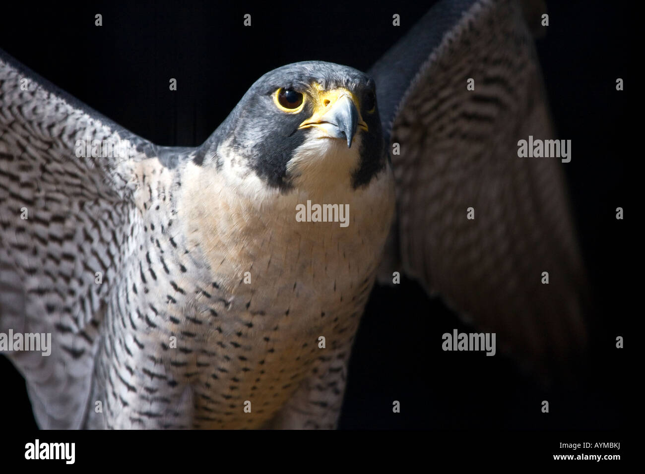 Falcon Wings Stock Photos & Falcon Wings Stock Images - Alamy