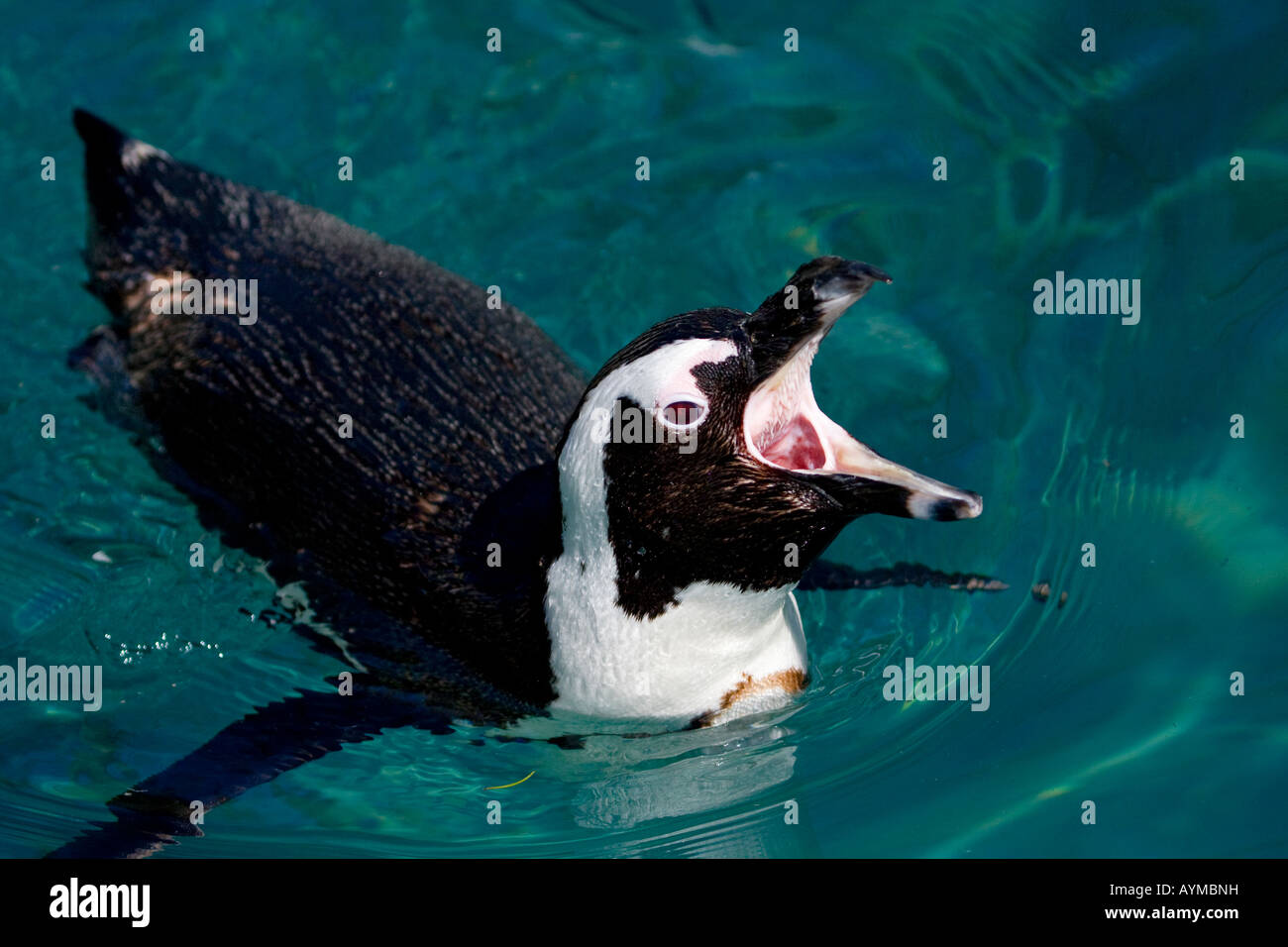 African Penguin talking Stock Photo - Alamy