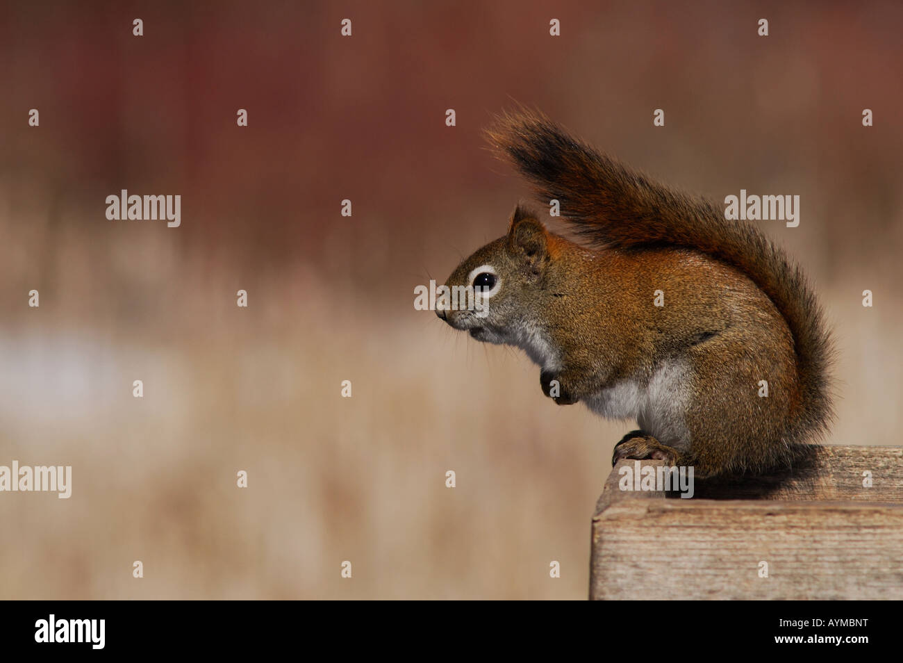 American Red Squirrel Stock Photo - Alamy