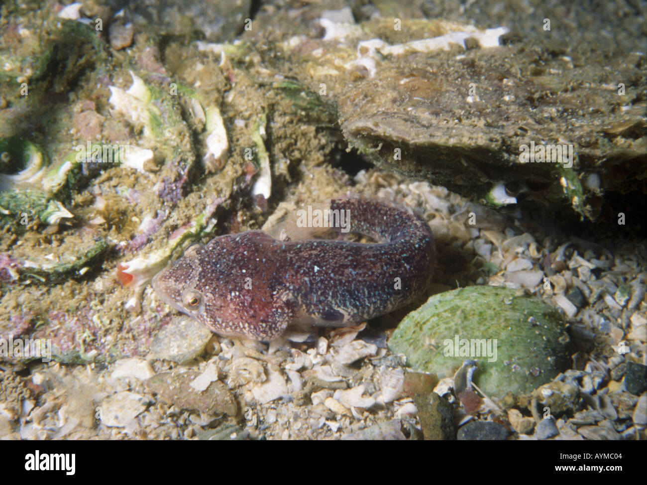 Mediterranean two spotted clingfish Diplecogaster bimaculata Stock ...