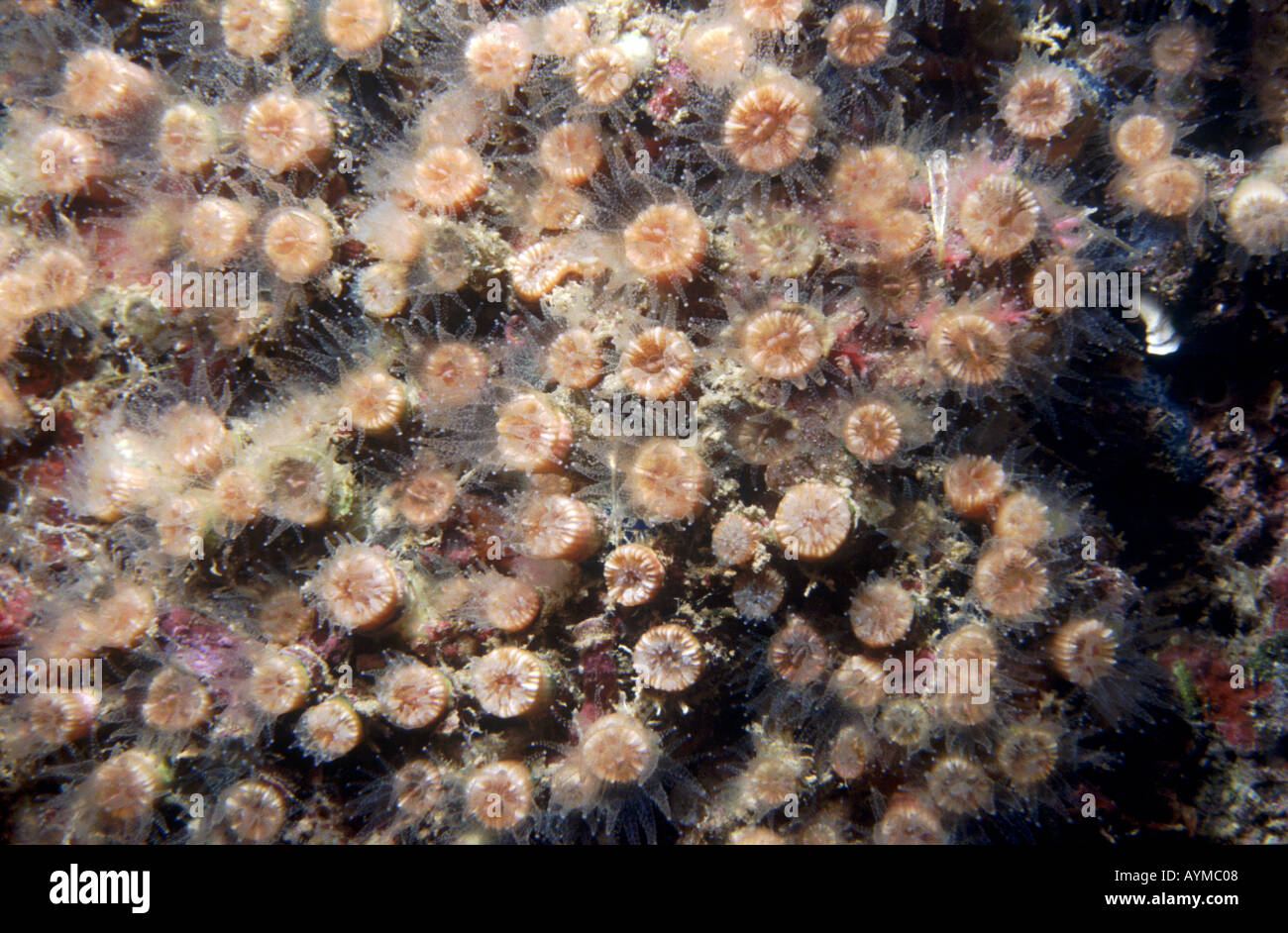 A colony of calcerous true corals in the Mediterranean Sea. Cladocora ...