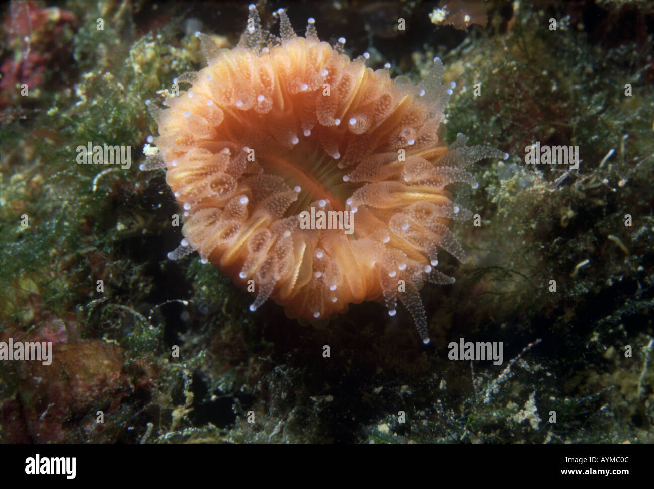 Solitary Coral
