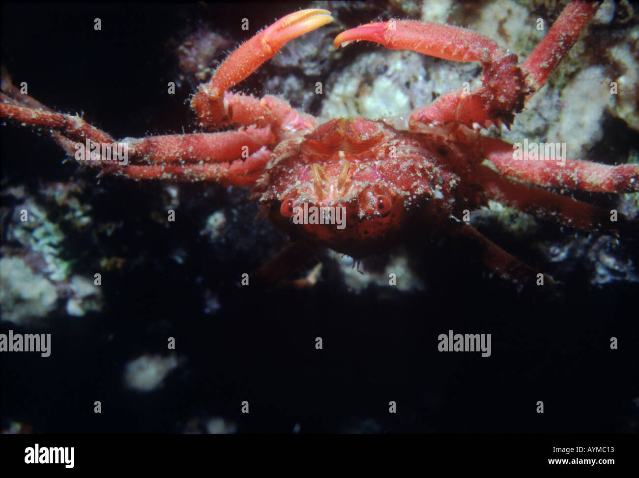 Crab in mediterranean sea hi-res stock photography and images - Alamy